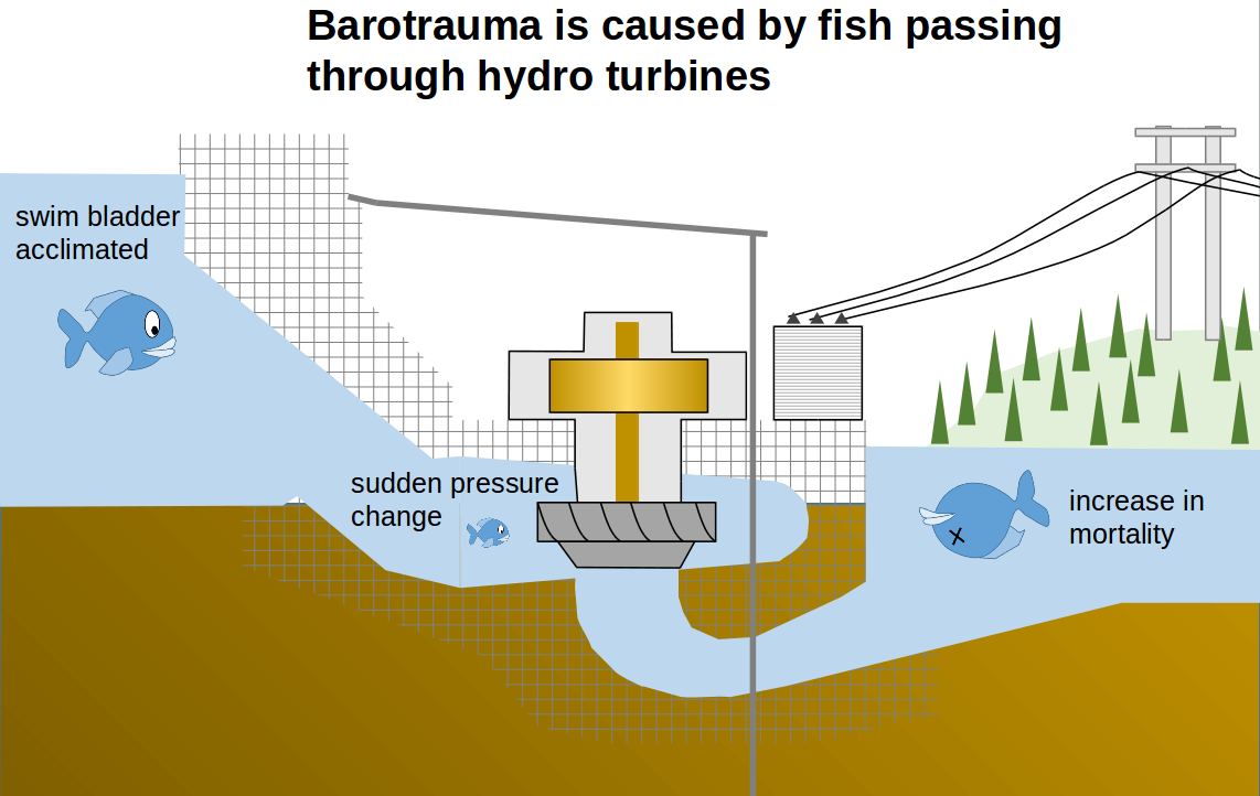 Fish mortality at hydropower plants – TalTech Embedded AI Research Lab